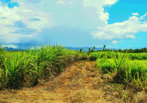 Food Processors Fiji - Batiri Farm