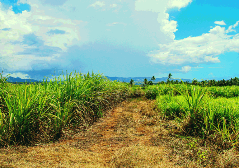 Food Processors Fiji - Batiri Farm
