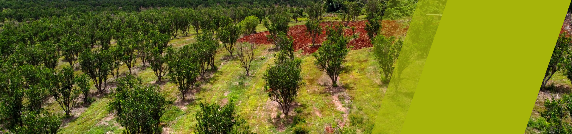 Food Processors Fiji - Batiri Farm