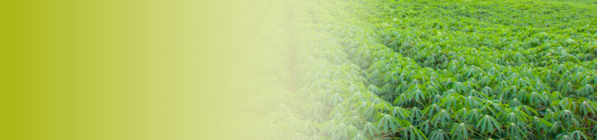 Food Processors Fiji - About Us